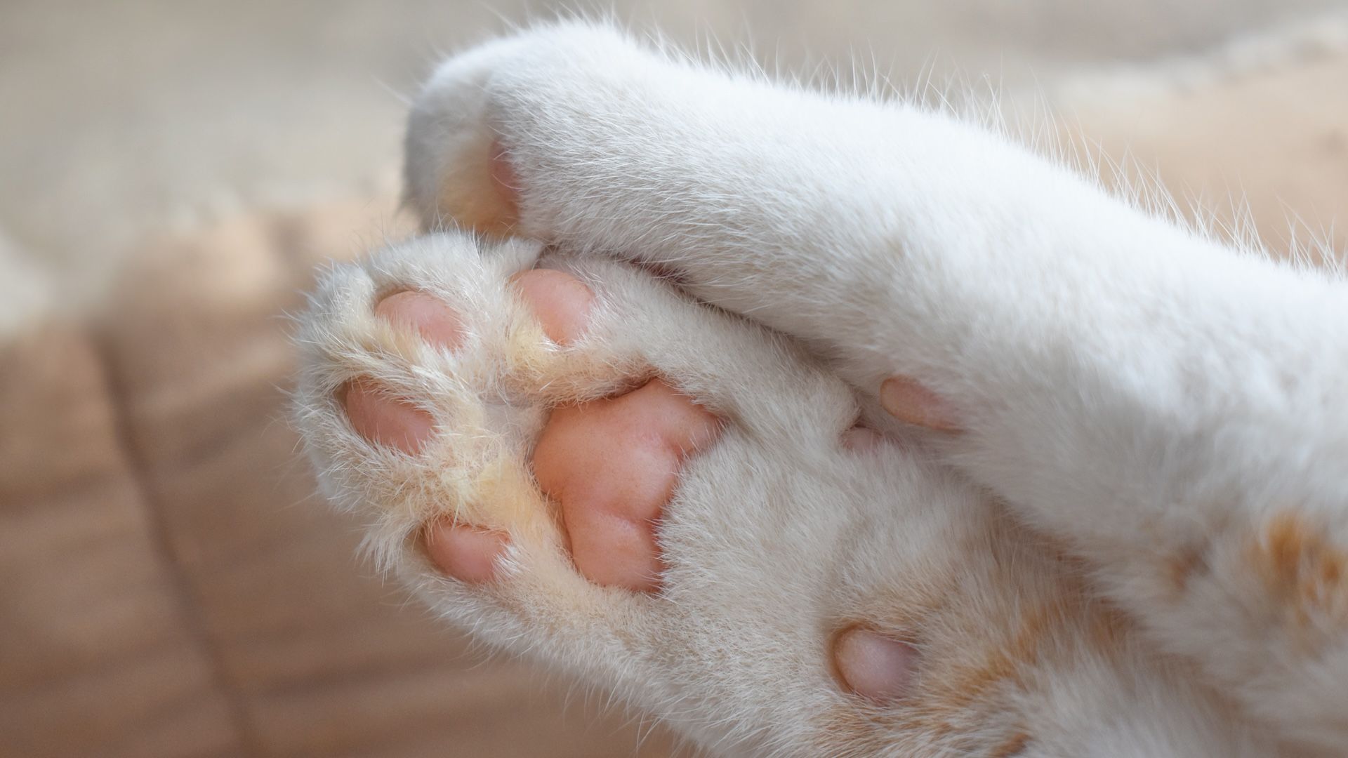 Why do cats have 'toe beans'?