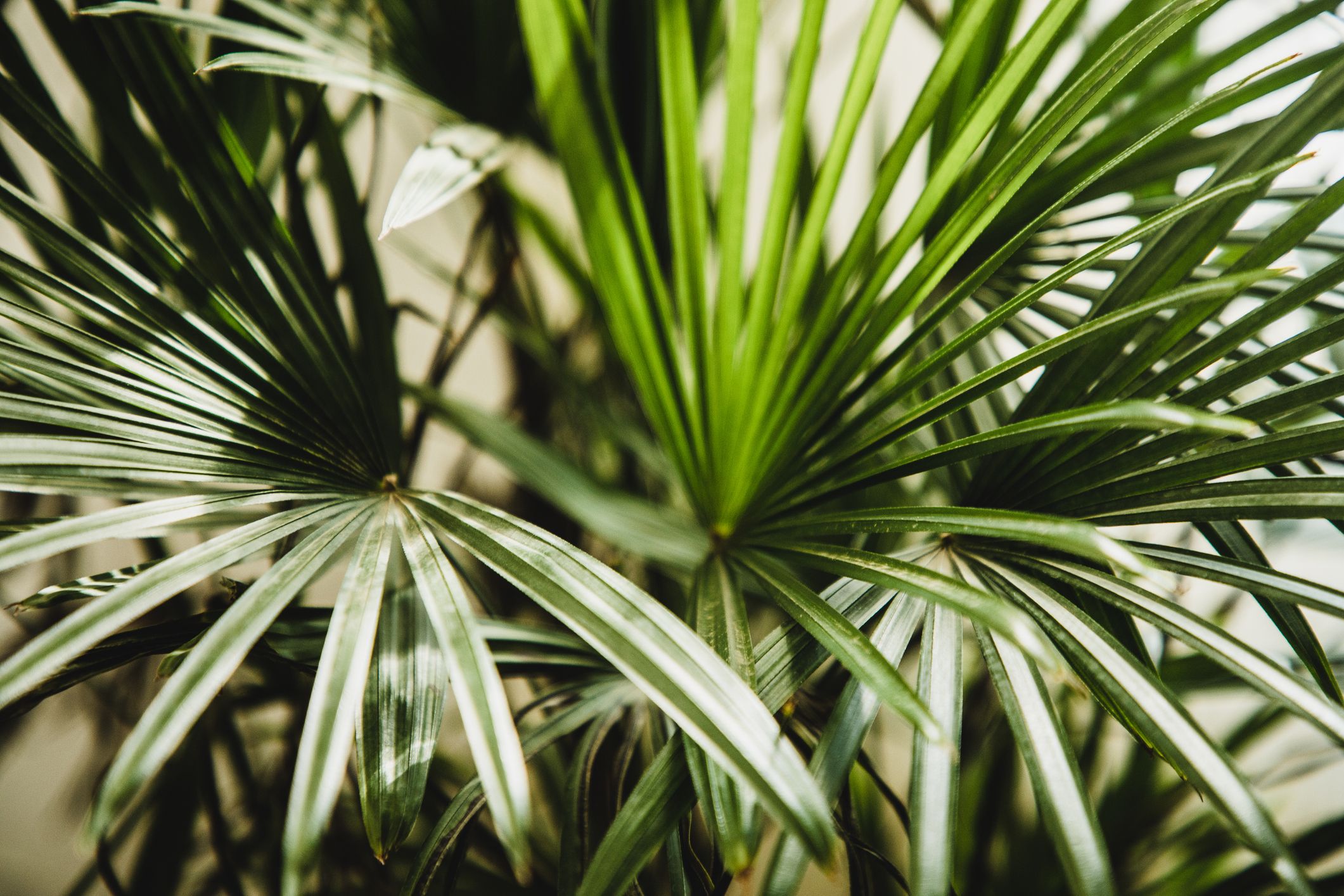 10 Trendy Indoor Palm Plants That'll Make Your Space Lush