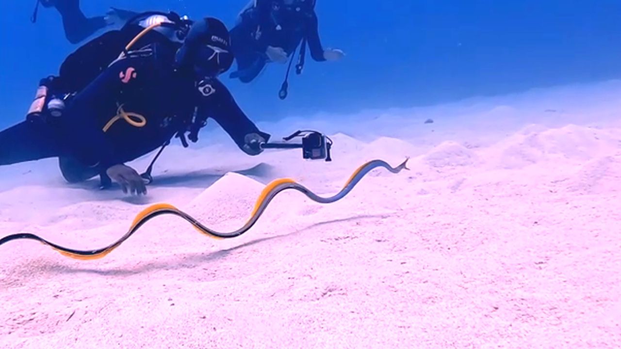 Pure elegance – divers encounter striking ribbon eel