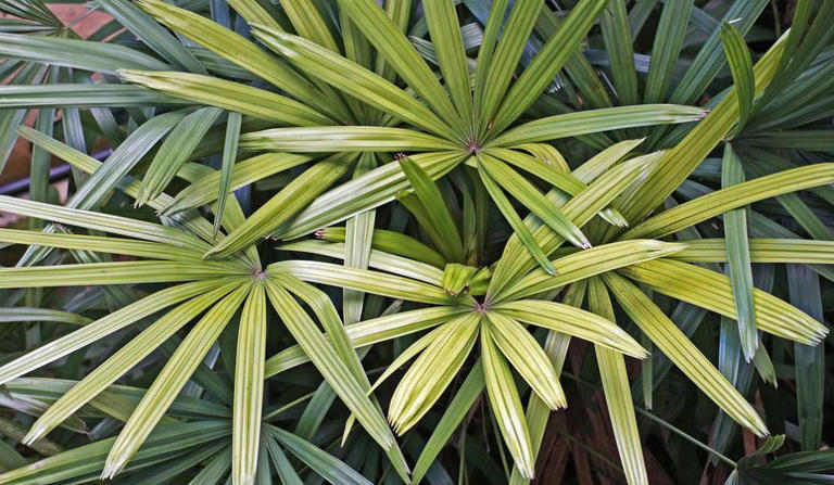 Experts always recommend these 10 palm plants for a tropical-inspired touch