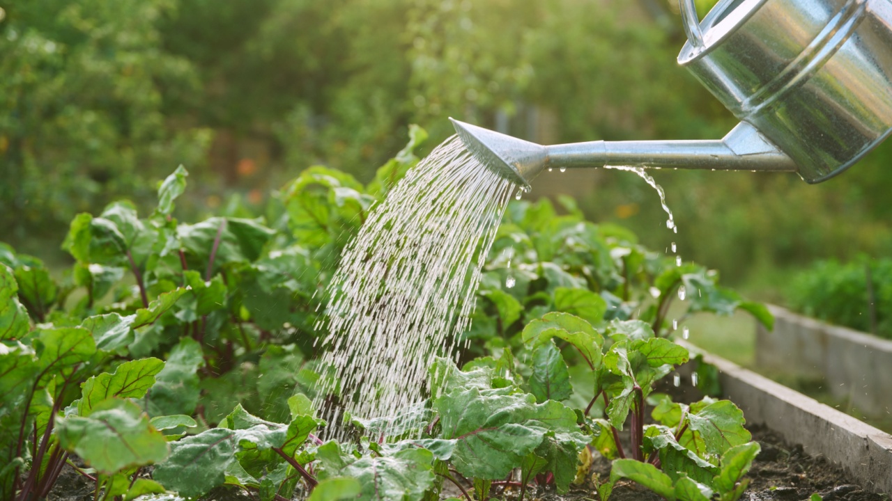 Gardening Experts Reveal the Secret to Thriving Plants With Less Water