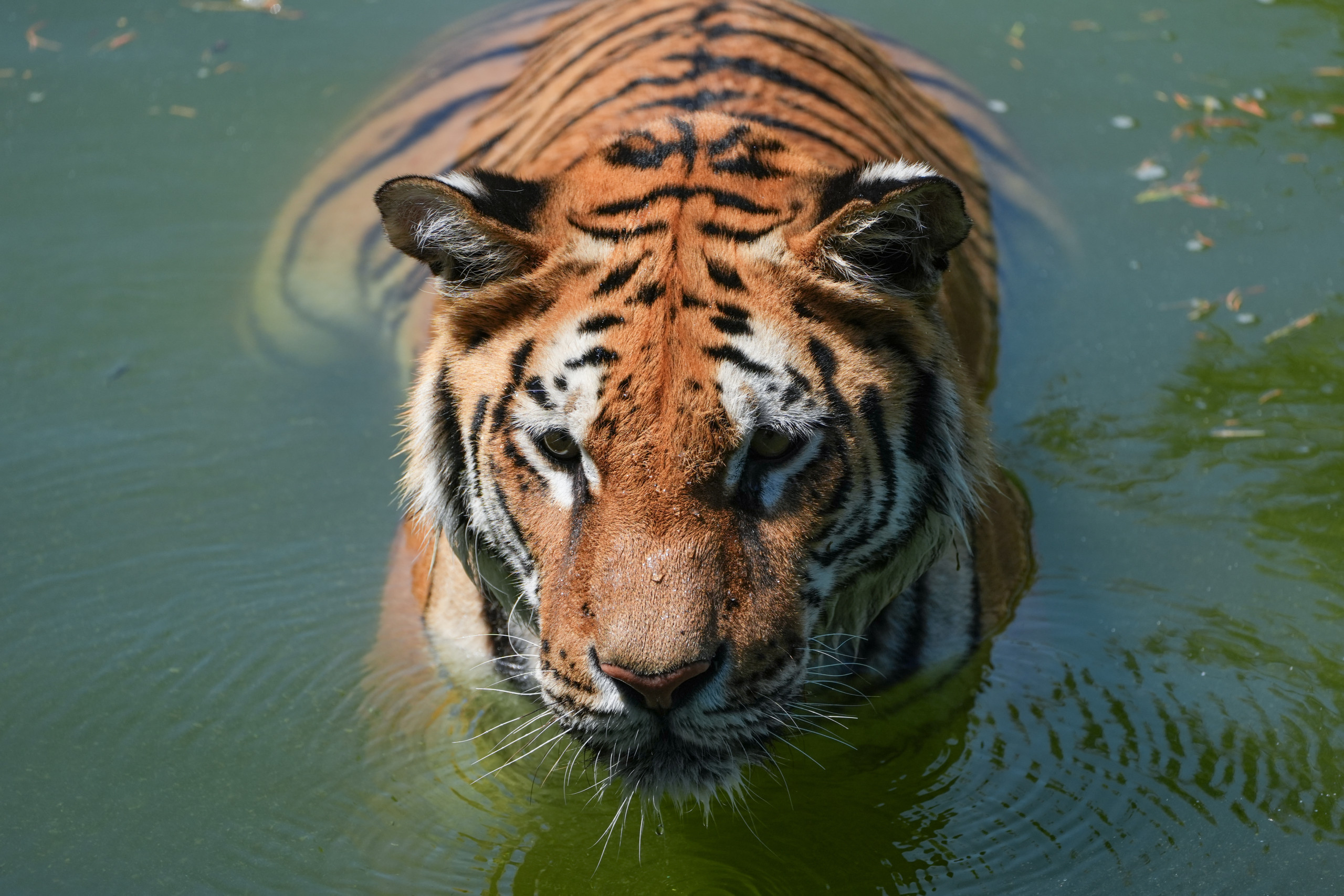 Tigers and other bizarre things found in wells