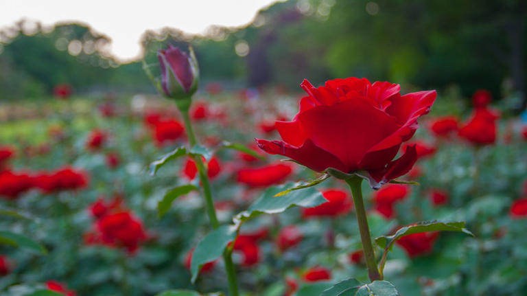 One Of America's Largest Public Rose Gardens Is A Free Floral Park In ...