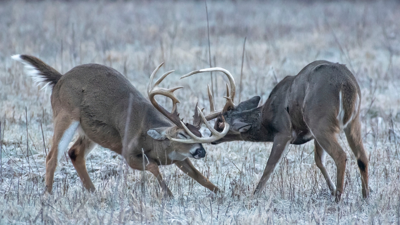 The rut sign that means nothing in January but still fools people