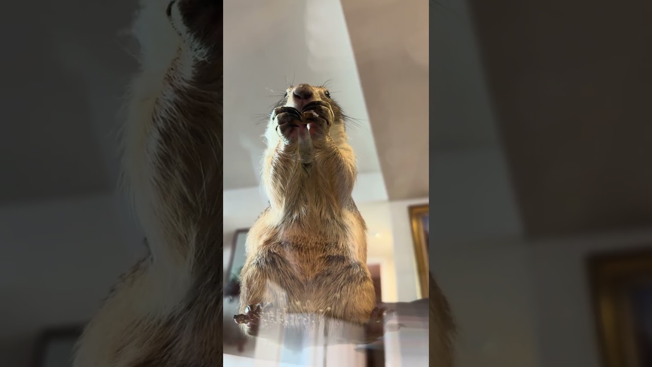 Prairie Dog Underfluffies and ASMR: Relax with Poppy
