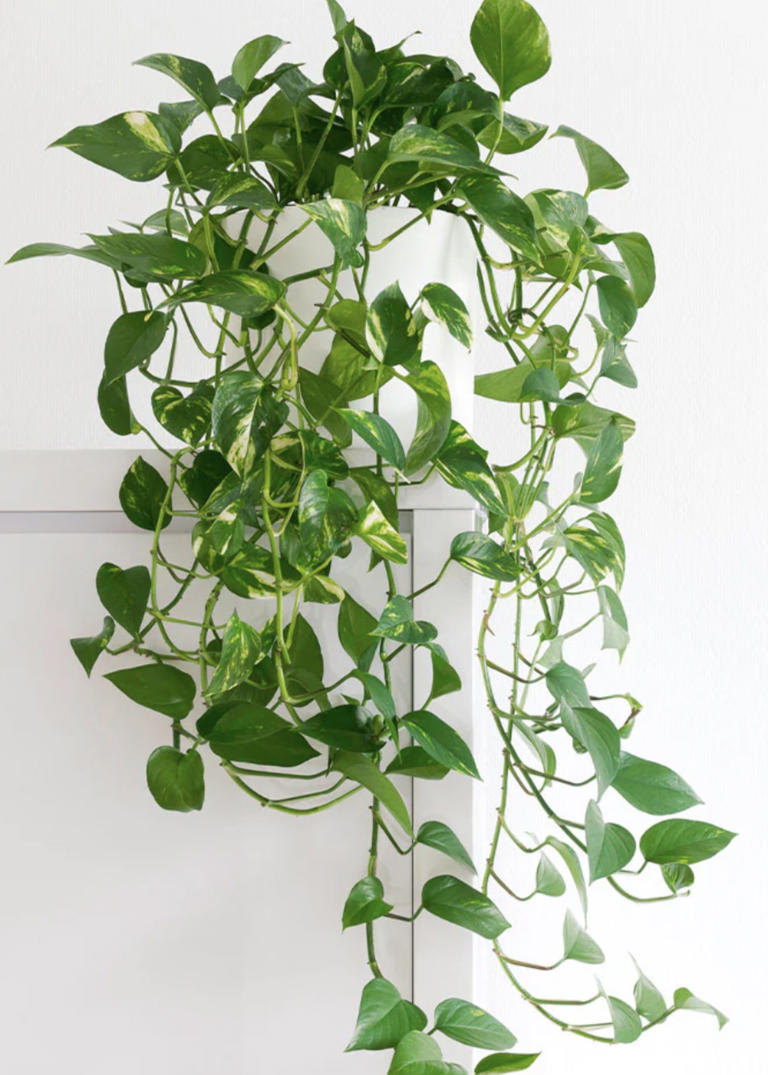 Which Are the Best Houseplants for Releasing Oxygen? 7 Picks That Will ...