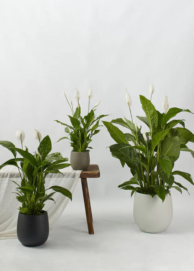 Which Are the Best Houseplants for Releasing Oxygen? 7 Picks That Will ...
