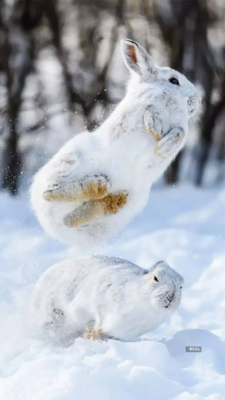 10 animals that change colour with the seasons