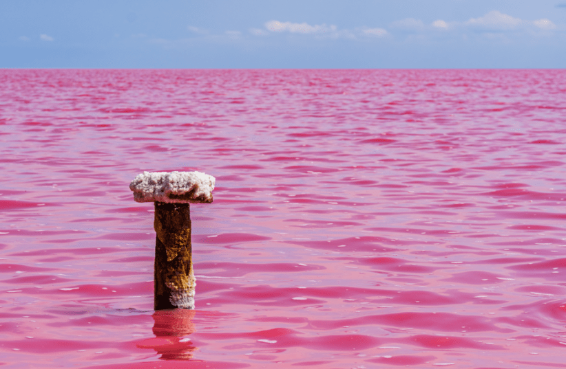 'Red tide' turns Argentina's beaches crimson: Massive macroalgae ...