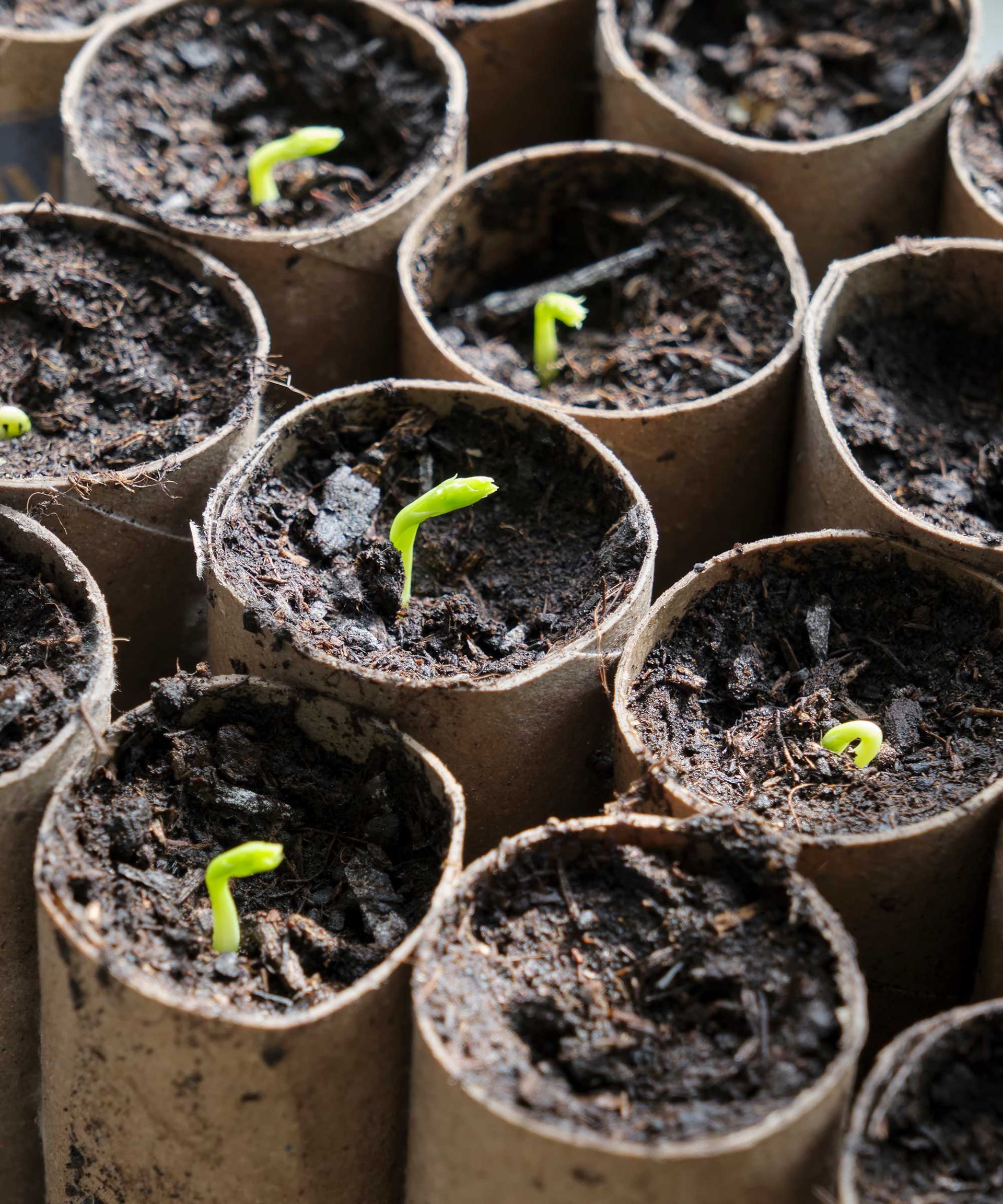 How to sow seeds without using any plastic – and why you should switch ...