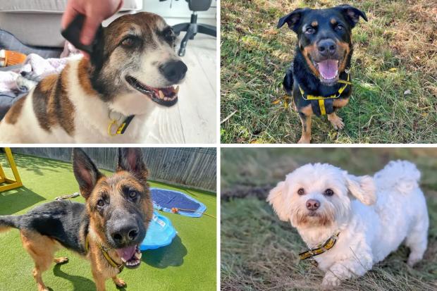 Four adorable pooches at Basildon Dogs Trust searching for their ...