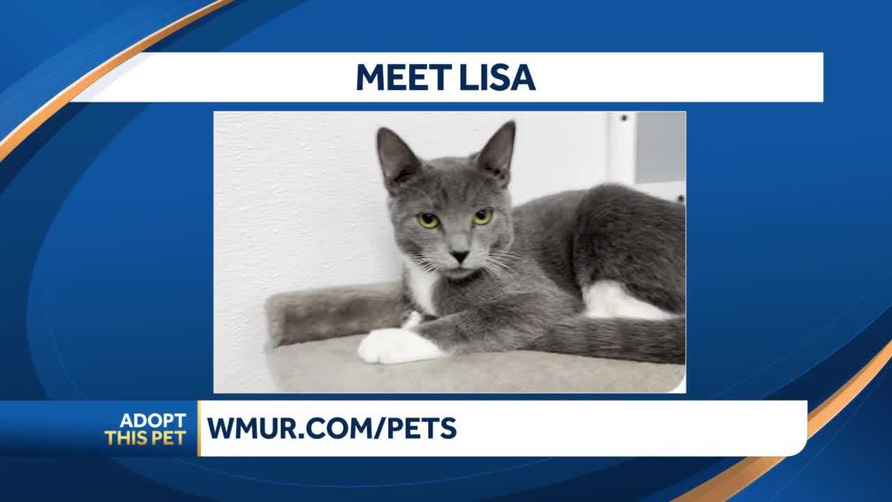 Shy, playful 6-month-old kitten searches for loving, patient home in NH