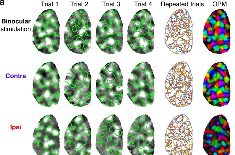 Ferret brain study explores how reliable visual representations emerge ...