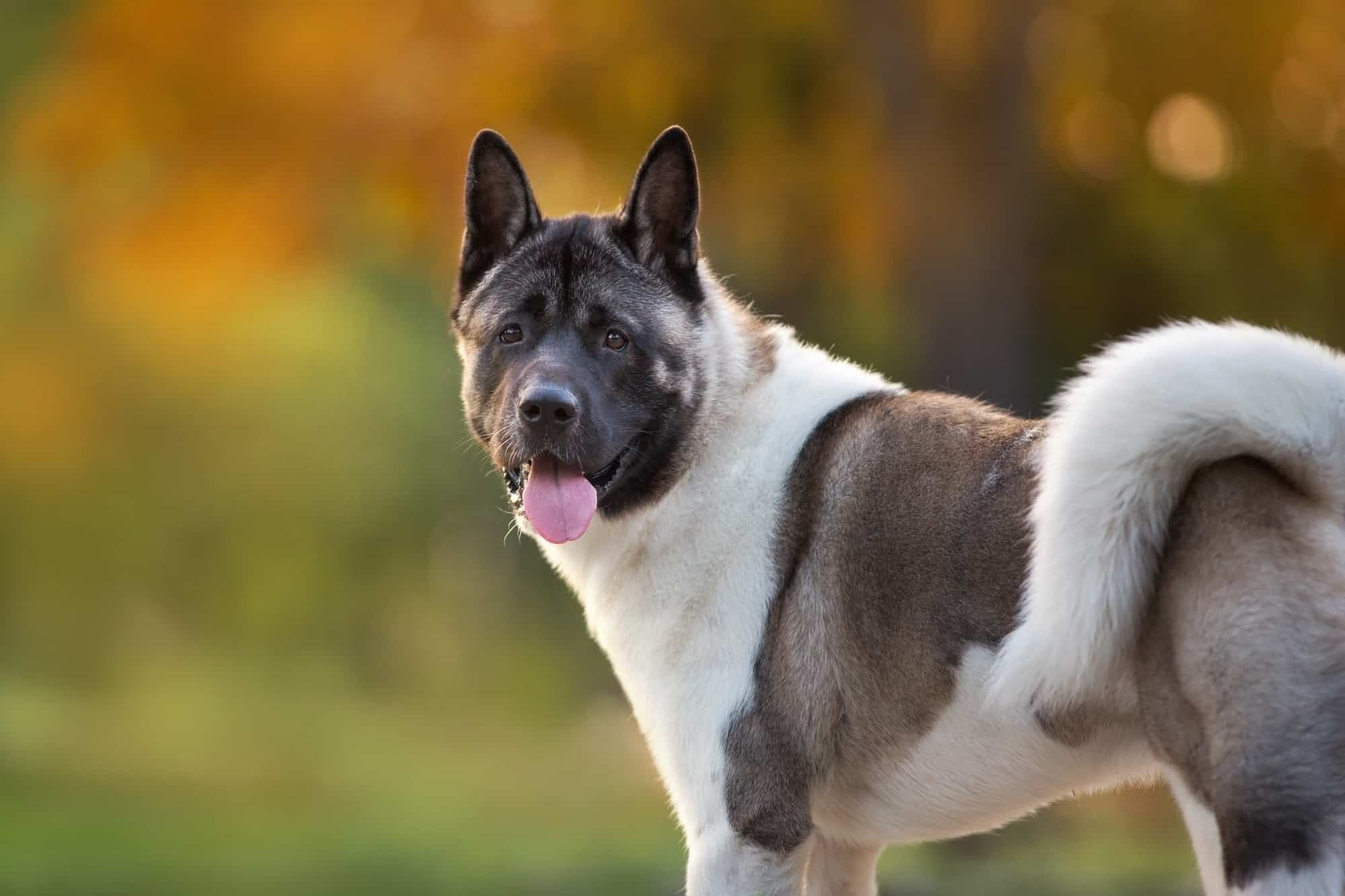 The 10 Most Protective Dog Breeds for Families