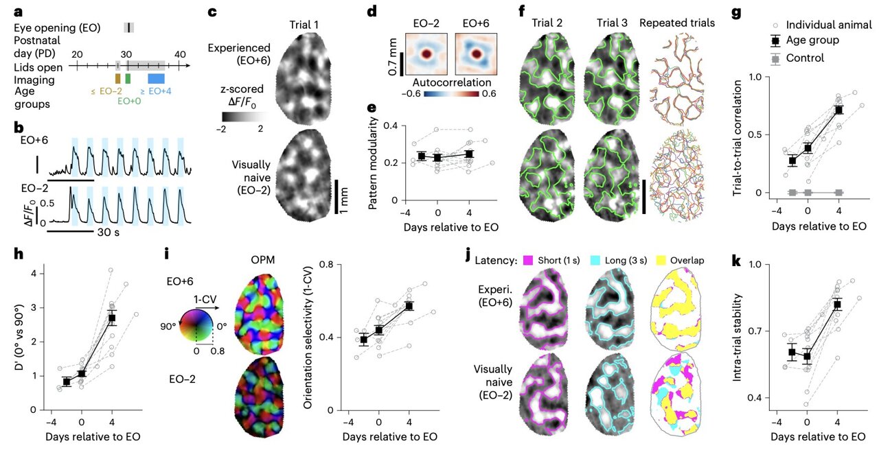 Ferret brain study explores how reliable visual representations emerge ...