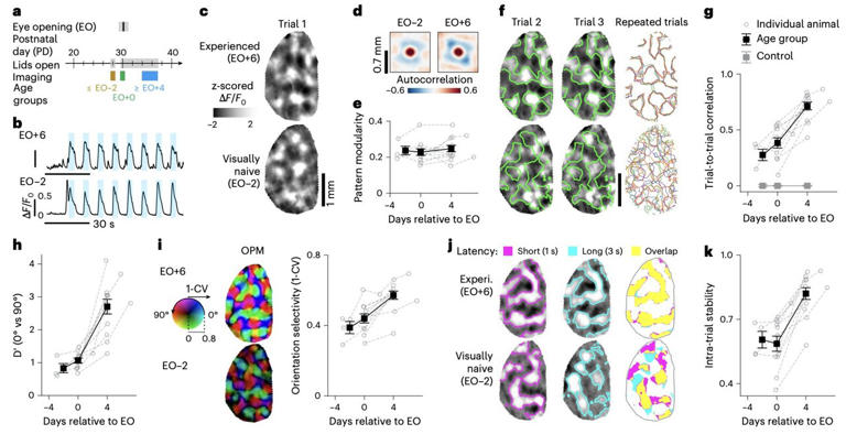 Ferret brain study explores how reliable visual representations emerge ...