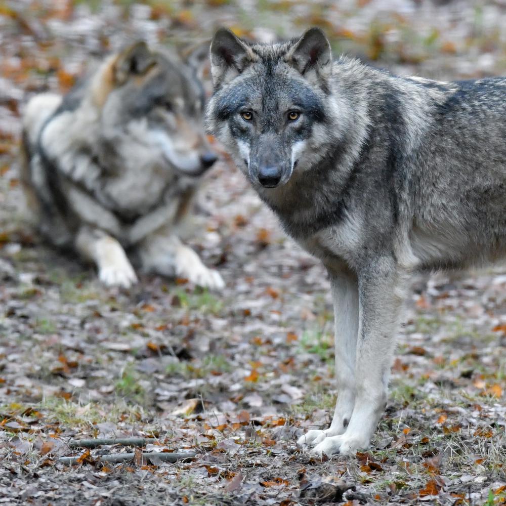 Deutlich weniger Tierrisse : Dennoch schwere Zeiten für den Wolf in ...
