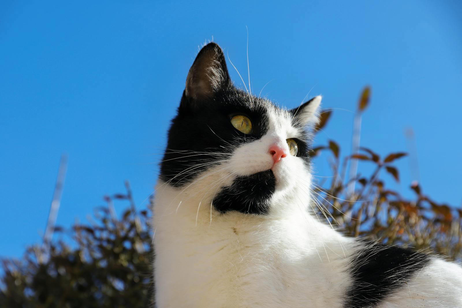 12 Ways Cats Detect Changes in Their Environment Before Humans Do 12 Ways Cats Detect Changes in Their Environment Before Humans Do