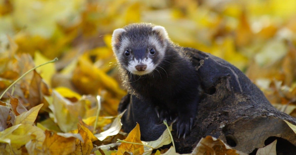 Stinky Animals to Avoid at All Costs