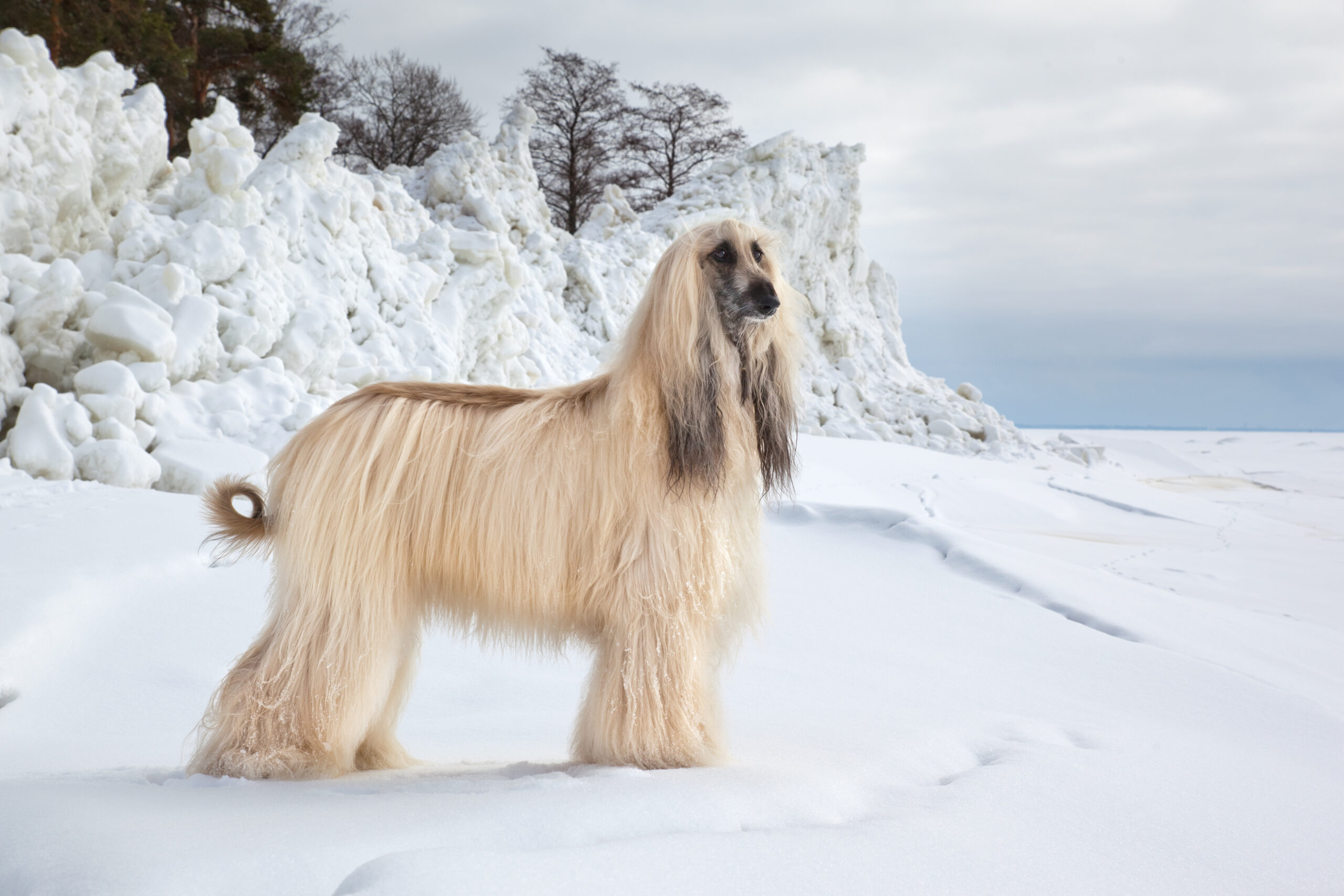18 Dog Breeds So Elegant They Belong on a Runway