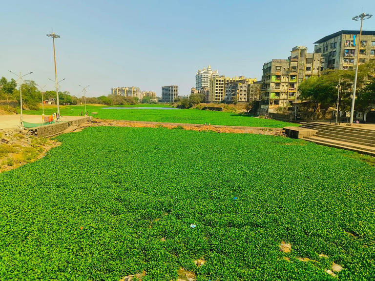 Thane: Pollution, Encroachments Turn Bhiwandi’s Kamvari River Into A Drain