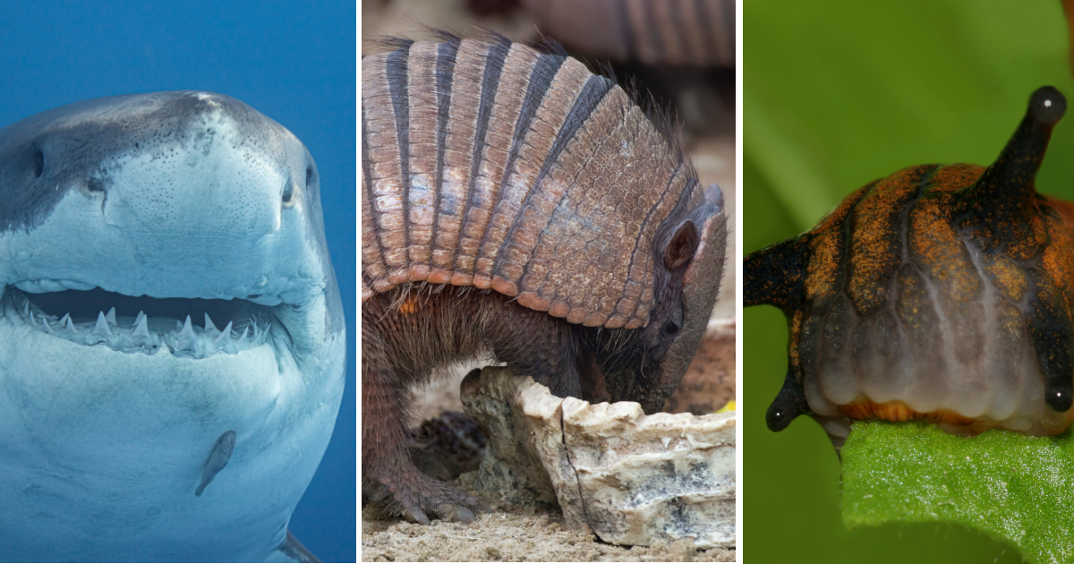 This Tiny Animal Holds The Record For Having 14,000 Teeth At The Same Time