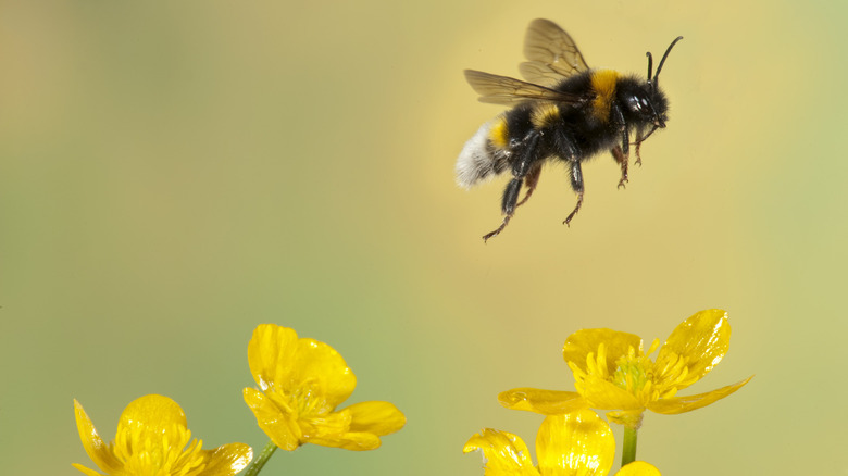 How To Keep Bees Away From Your Yard With Quick And Easy Solutions