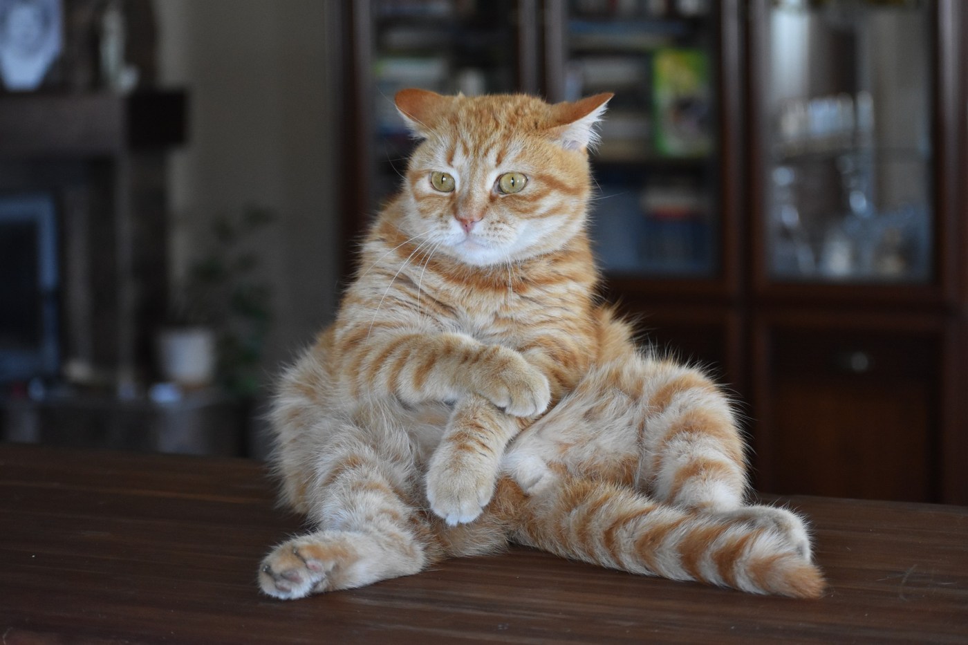 7 Garfield Cat Breeds You'll Love