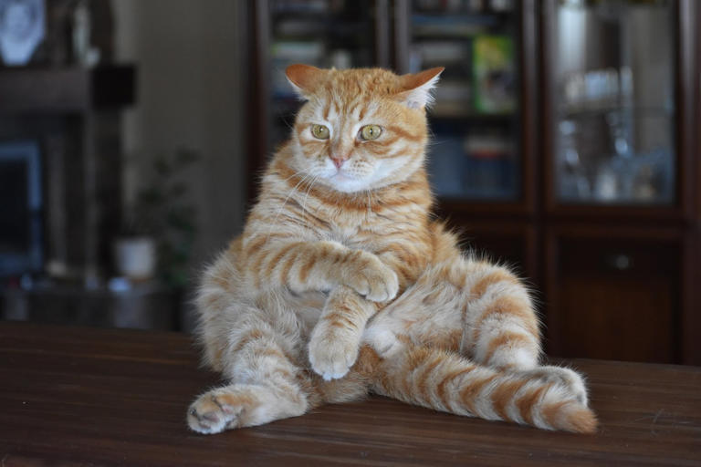 7 Garfield Cat Breeds You'll Love
