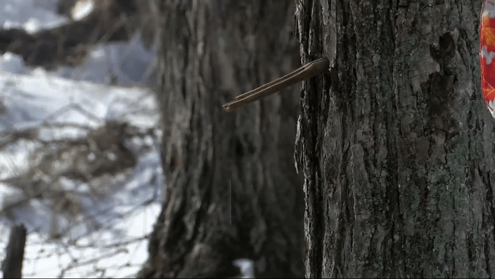 Tree-tapping ceremony kicks off Pennsylvania maple season