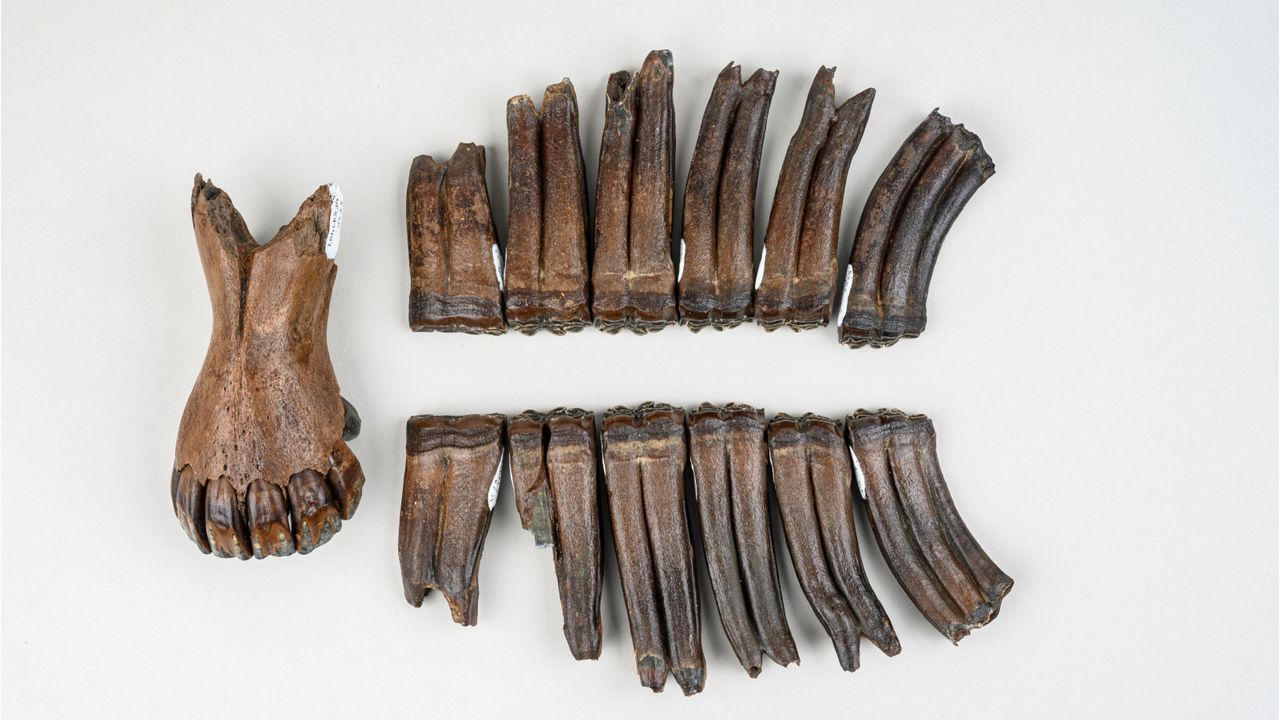 Fossils reveal ancient world: Prehistoric graveyard discovered in ...