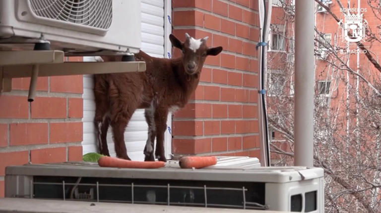 Can’t bleat this: Firefighters rescue goat from fifth-floor window ...