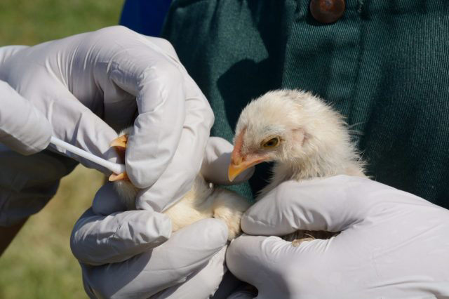 Researchers identify disturbing changes in bird flu as the virus ... Researchers identify disturbing changes in bird flu as the virus ...