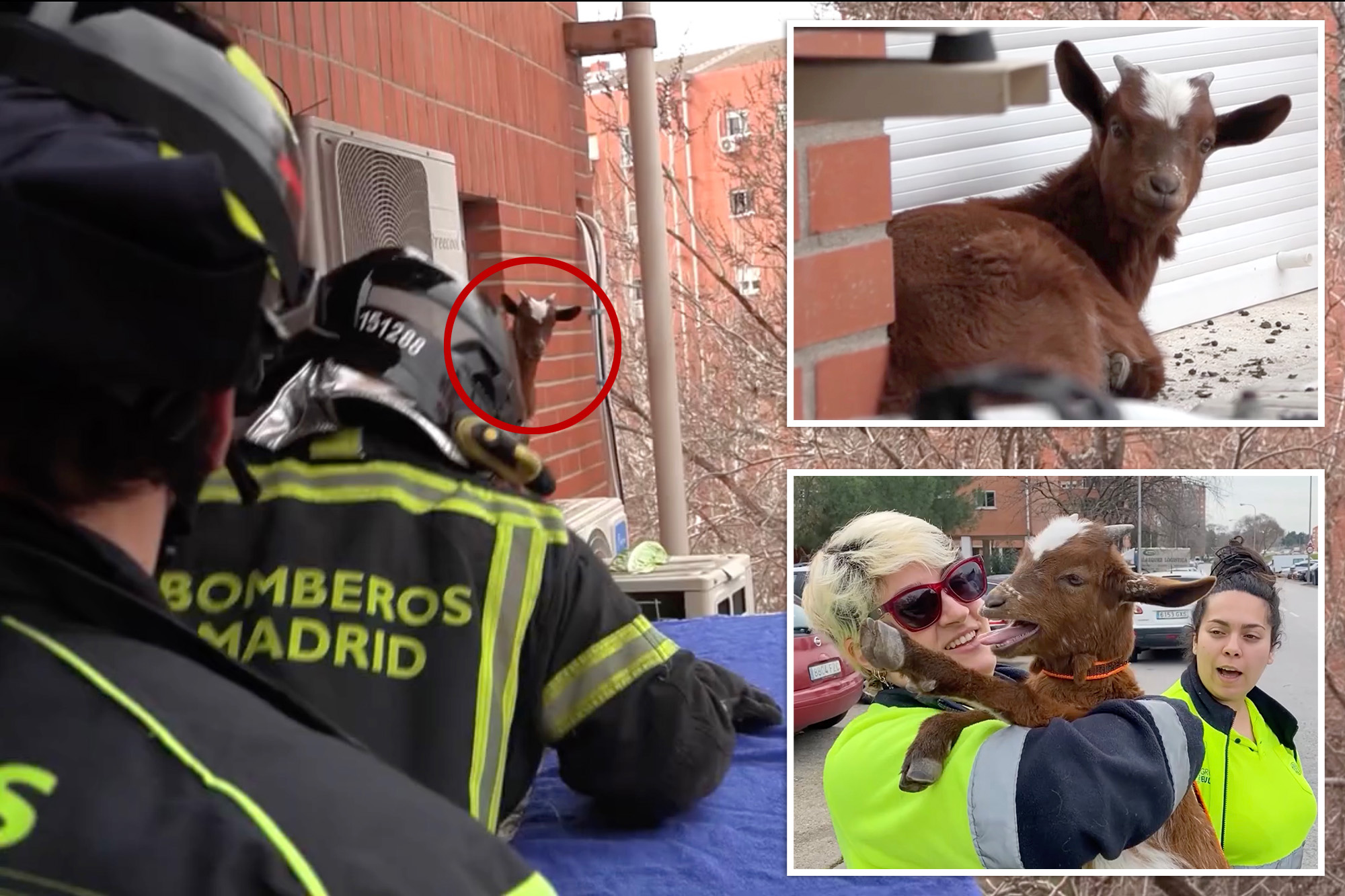 Can’t bleat this: Firefighters rescue goat from fifth-floor window ...