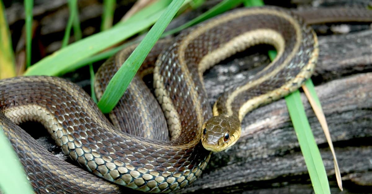 New York State is Home to These 18 Snakes