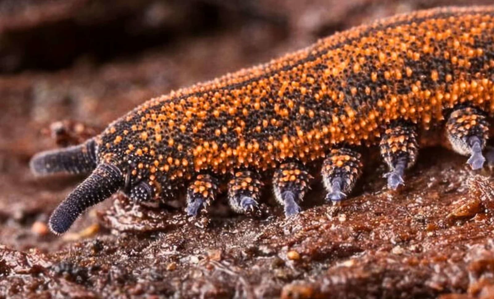 New Zealand’s ‘Bug of the Year’ Is a Slime-Shooting Predator Older than ...