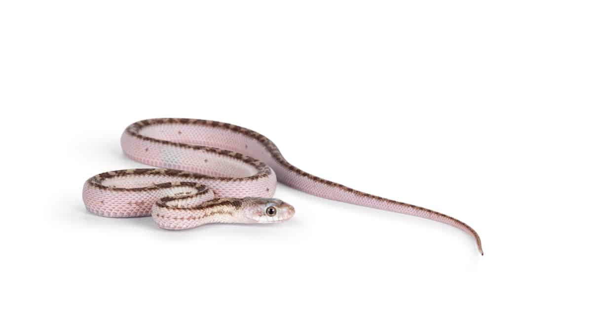 Discover 8 Texas Snakes Lurking In and Around the Trinity River