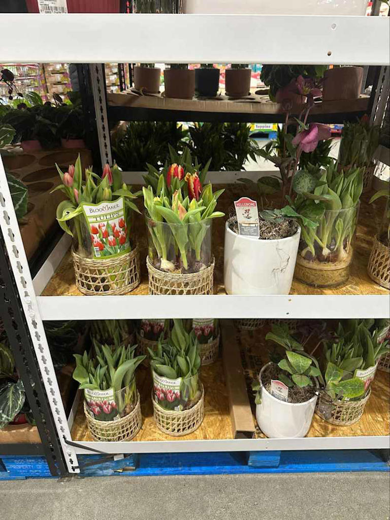 Costco Has Gorgeous Tulip Bulbs for Under $20 Right Now (They Bloom for ...