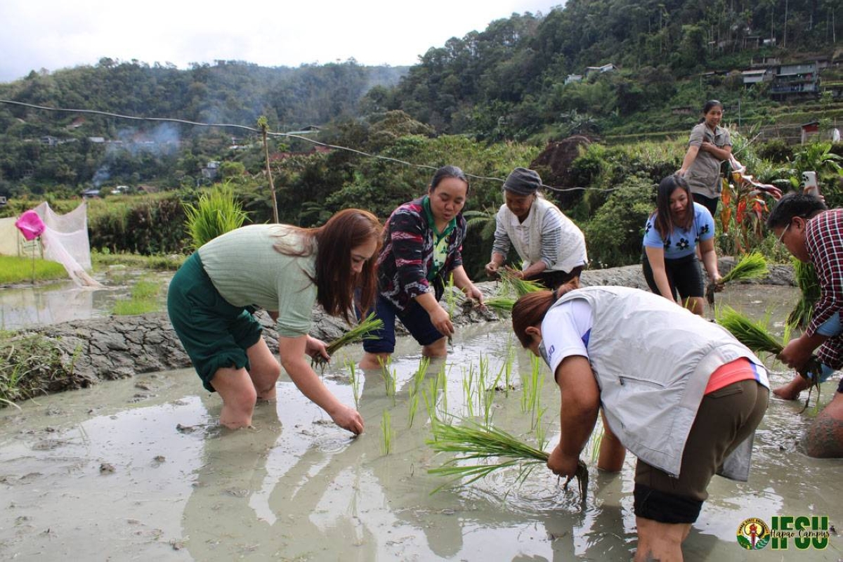 Sustainability, innovation drive Ifugao University's traditional rice ...