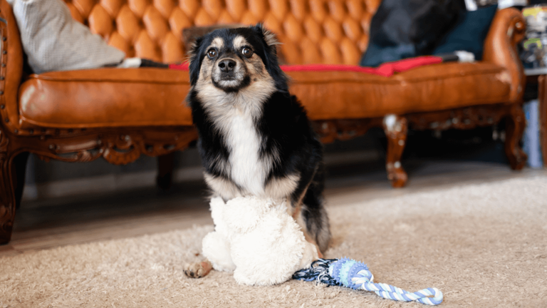 Why is my female dog humping?