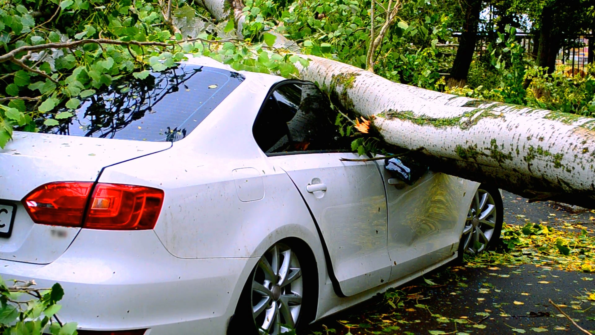 Why Shaky Trees Sometimes Scare Meteorologists