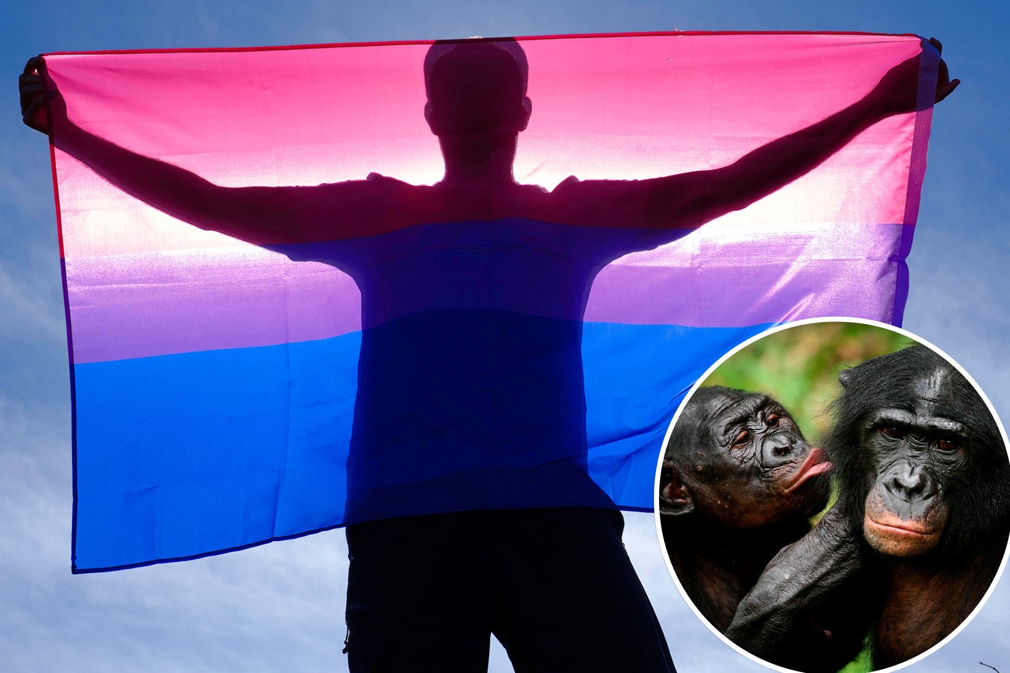 Bisexuality is a near-universal experience in primates — humans ...