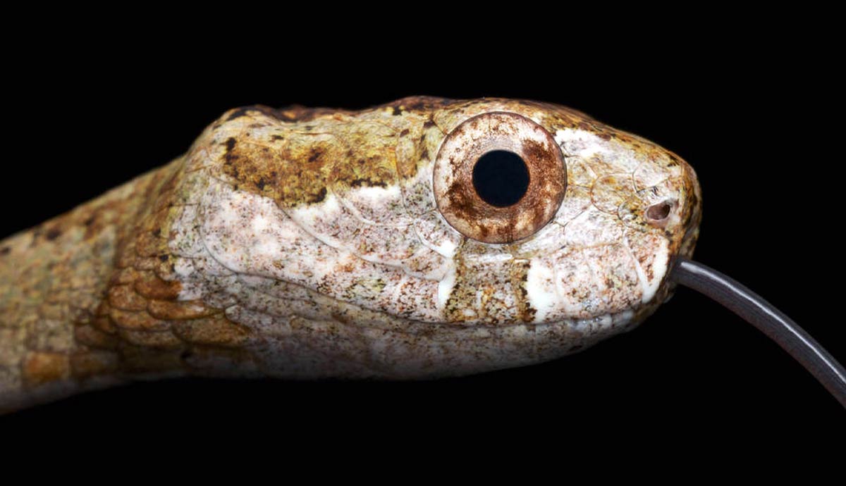 Can You Keep a Pet Blunthead Slug Snake?