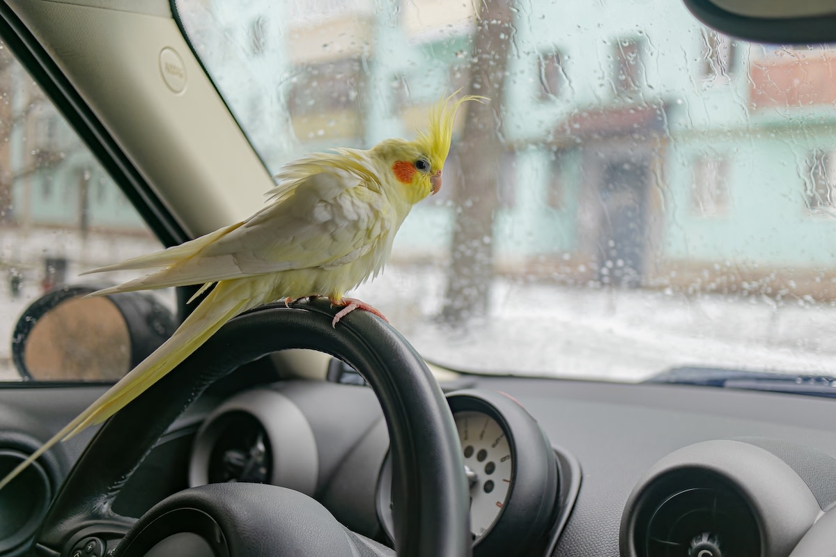 Cockatiel's Cute Attempt to 'Make Friends with Windshield Wipers' Is ...