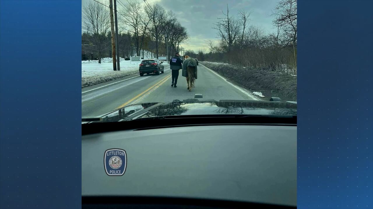 Horse gets wrangled up after caught ‘hay-walking’ in streets of Littleton