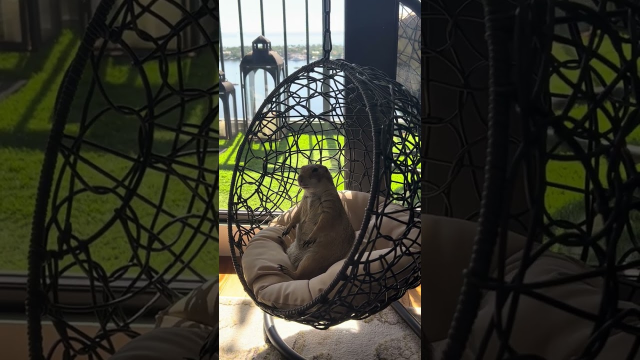 Prairie Dog Spoiled in Her Snack Chair