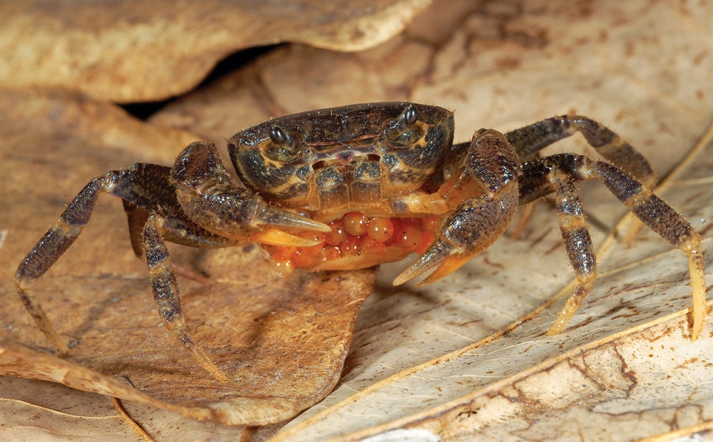 Lab-bred endangered freshwater crab endemic to Singapore thrives in the ...