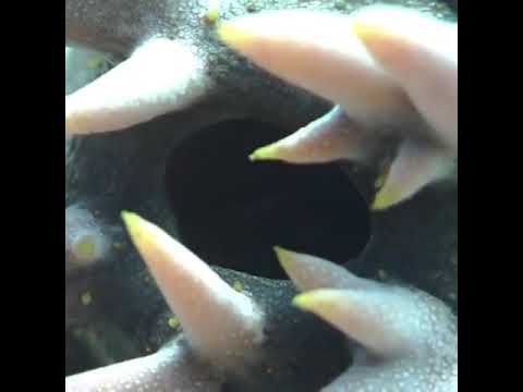 Amazing Pineapple Sea Cucumber Discovery Will Fascinate You