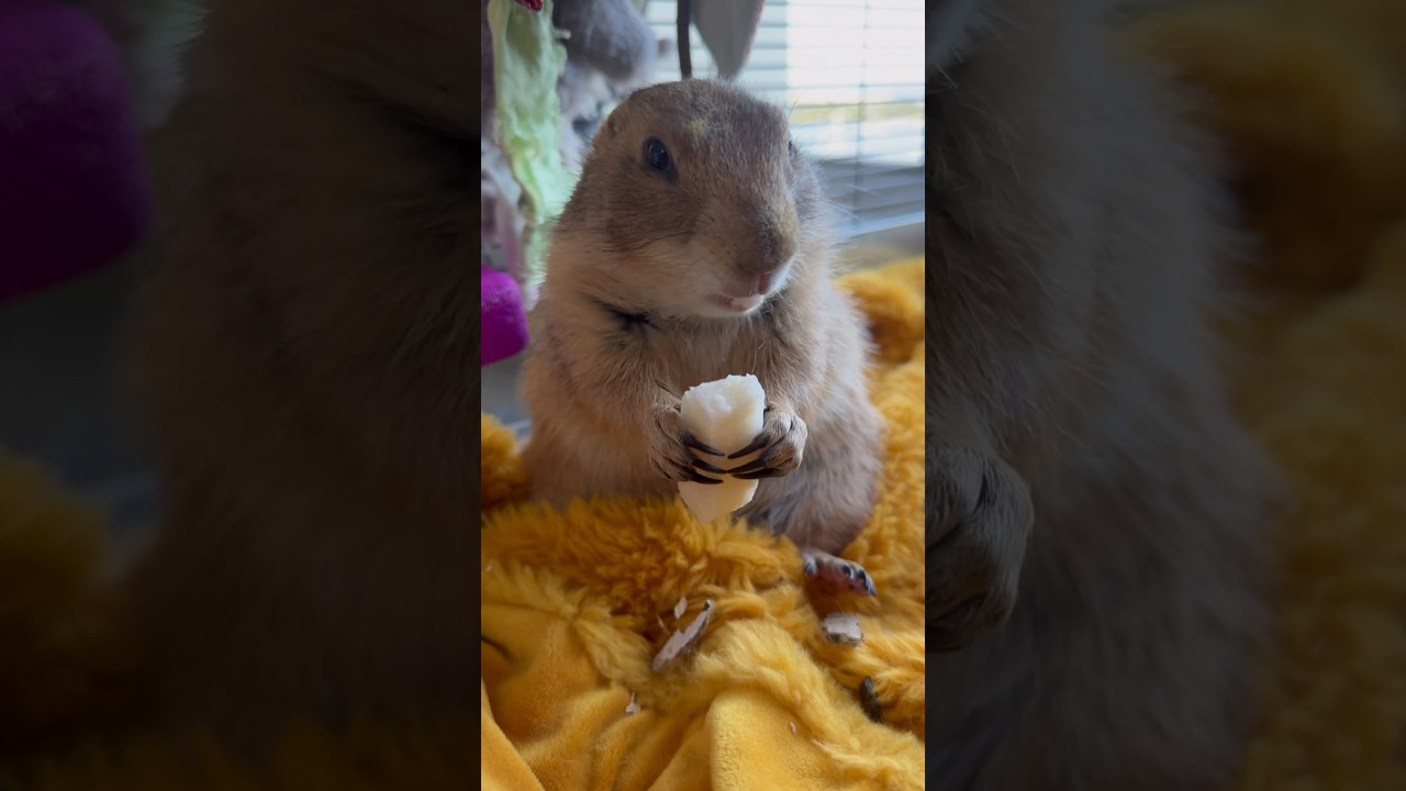 Prairie dog Poppy tries jicama for the first time