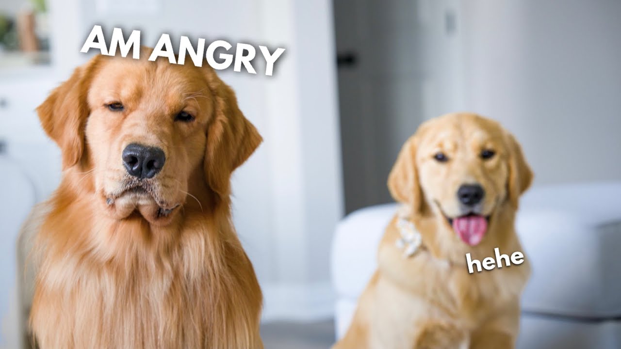 Tucker Gets Professional Training!